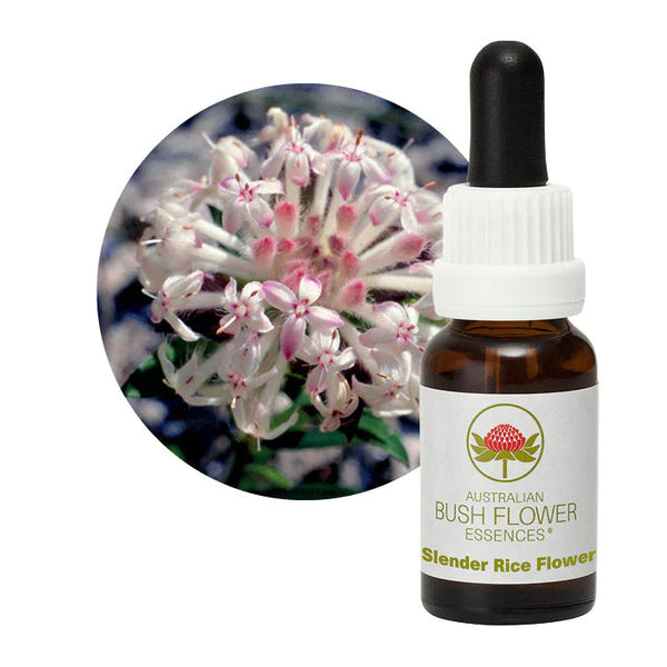 Buy Australian Bush Flower Essences Slender Rice Flower 15ml Online at ...